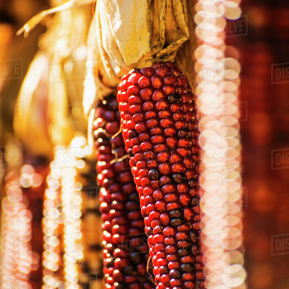 Seasonal indian corn - Stock Photo - Dissolve