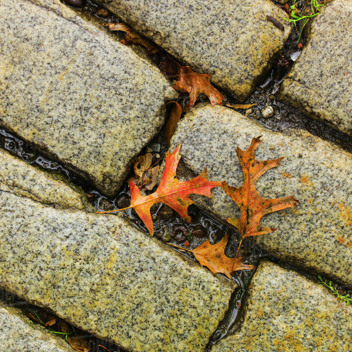 Autumn leaves on cobblestones - Royalty-free Stock Photo | Dissolve