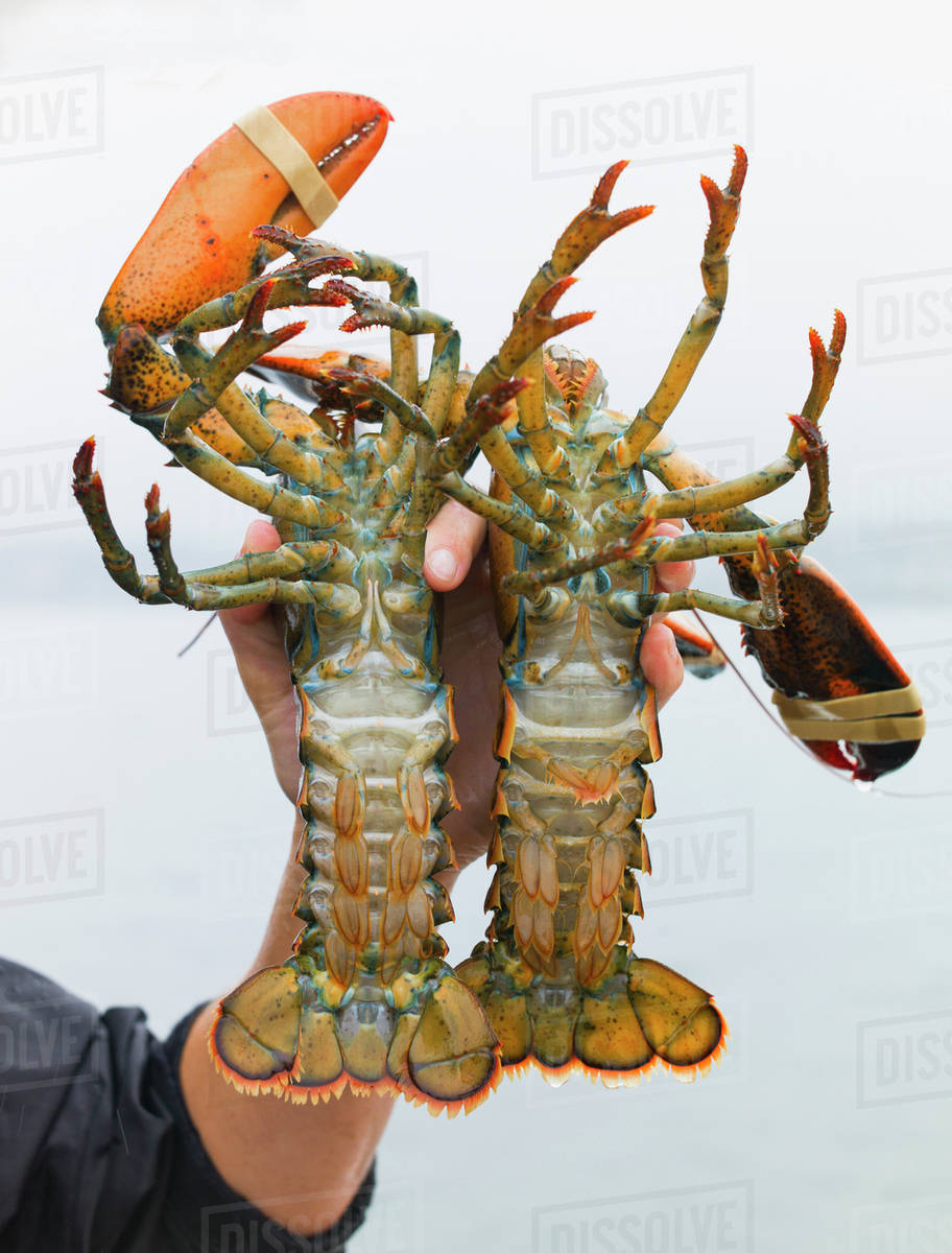 Man holding lobsters - Royalty-free Stock Photo | Dissolve