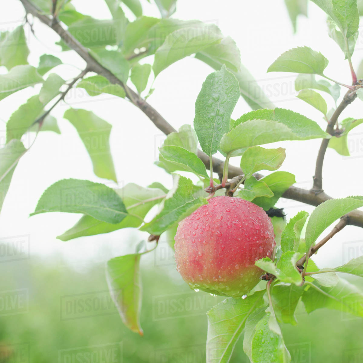 Close up of apple on branch - Stock Photo - Dissolve