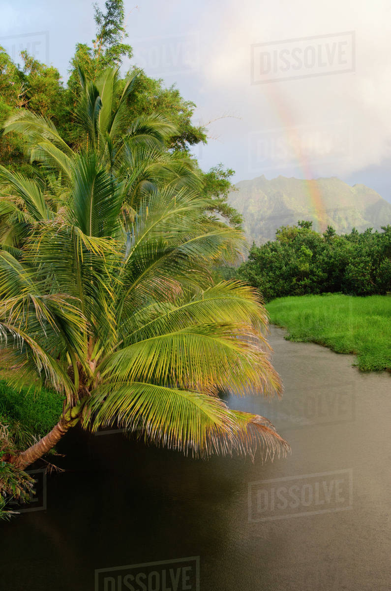 Palm tree over river - Royalty-free Stock Photo | Dissolve