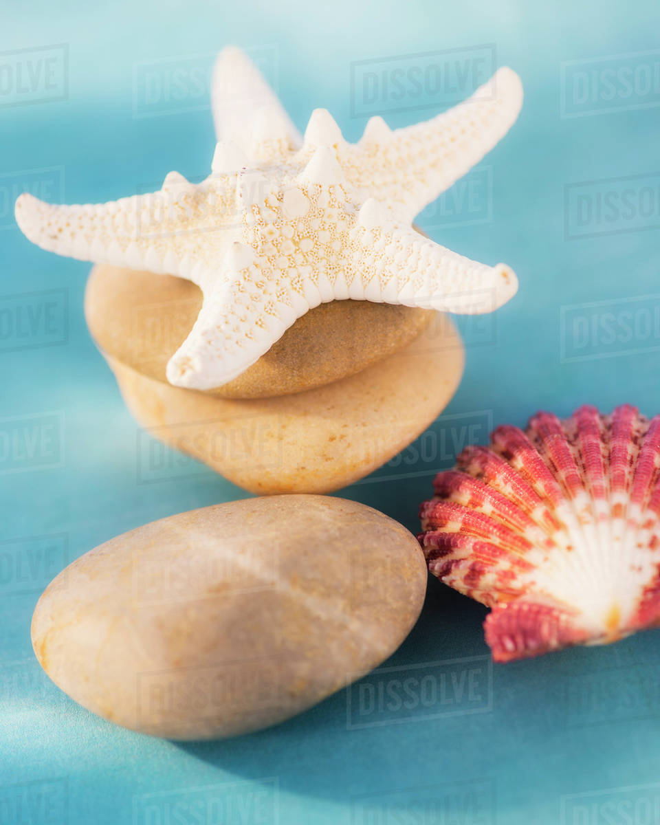 Composition of dry starfish, sea shell and pebble on blue background ...