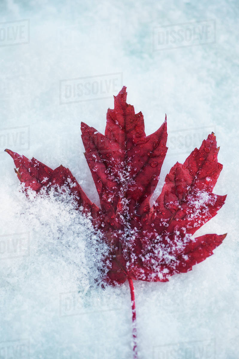 Studio shot of red maple leaf on artificial snow - Royalty-free Stock ...