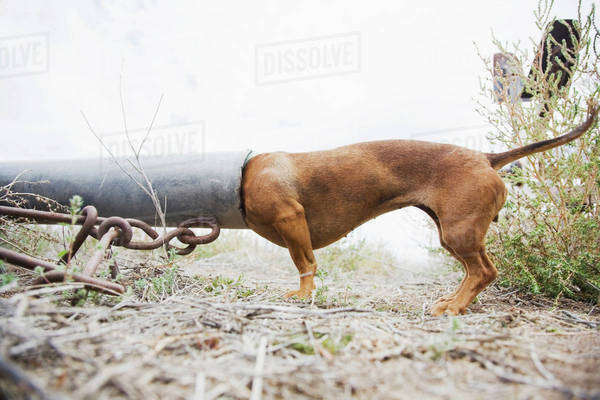 Dog with head in pipe - Royalty-free Stock Photo | Dissolve