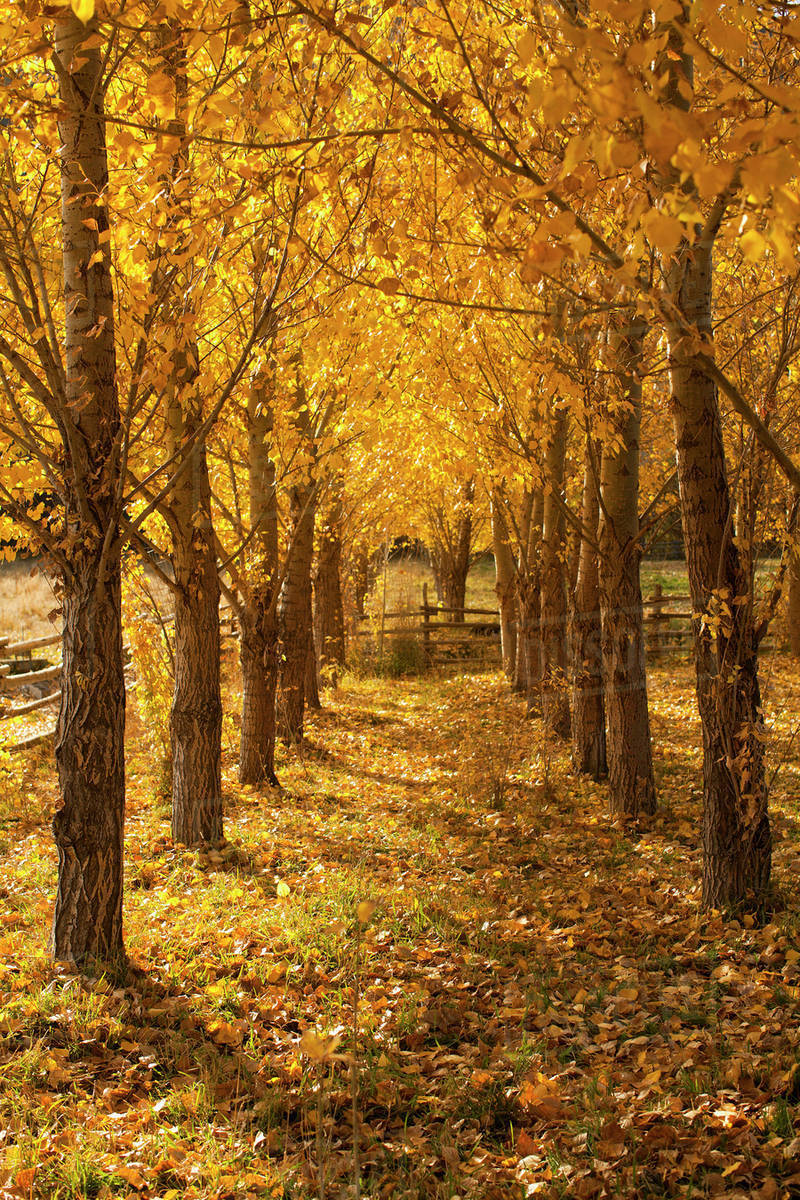 USA, Colorado, Autumn tree lined footpath - Stock Photo - Dissolve