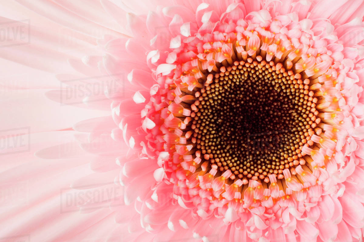 Close-up of pink daisy - Royalty-free Stock Photo | Dissolve