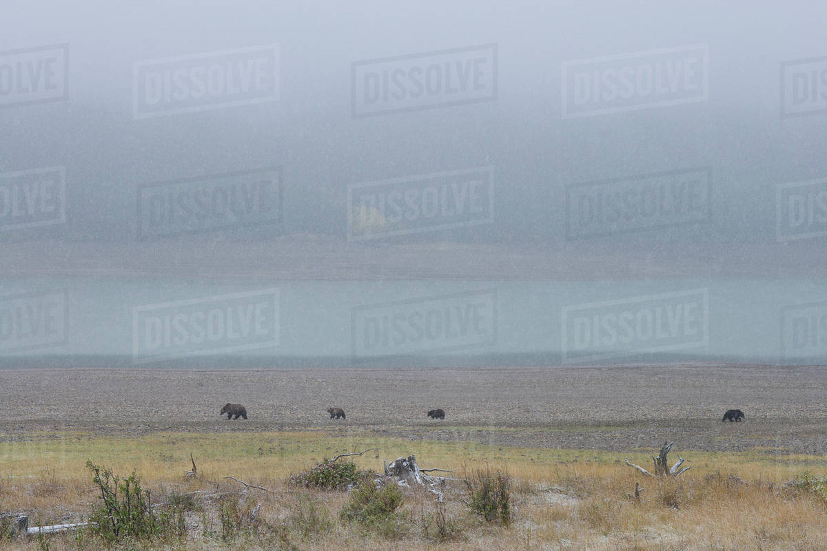 Bears walking on prairie - Royalty-free Stock Photo | Dissolve
