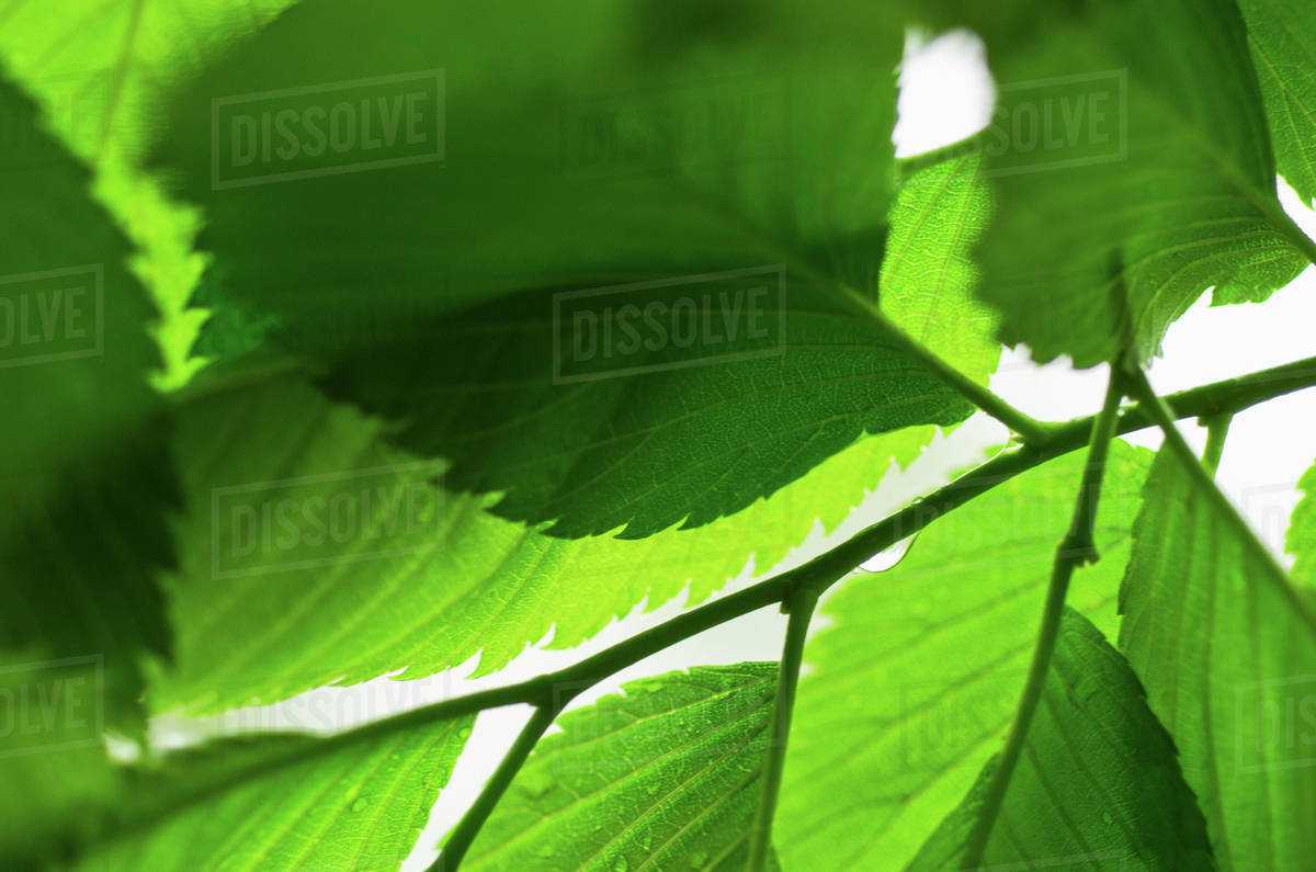 Studio shot of leaves on branch - Stock Photo - Dissolve