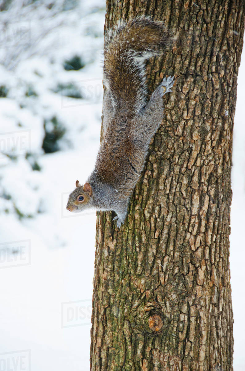 USA, New York, New York City, squirrel on tree trunk - Royalty-free ...