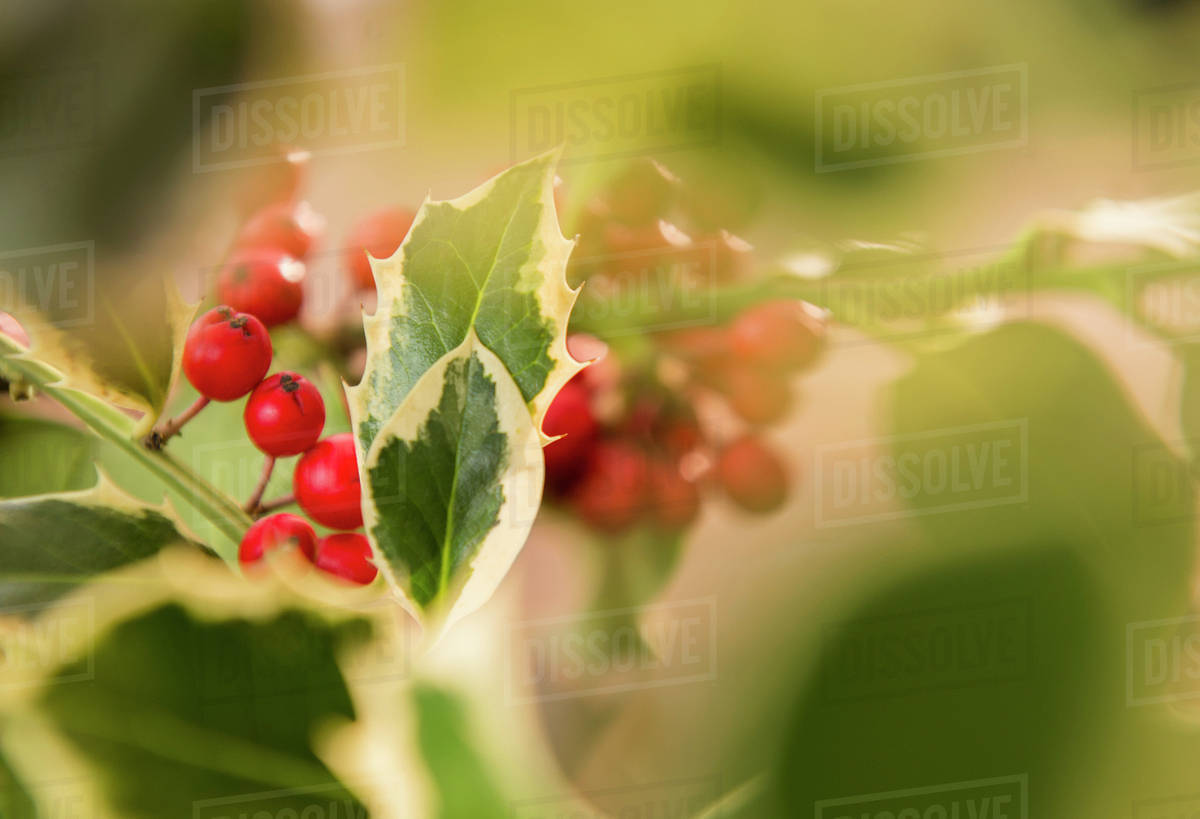 Studio shot of holly - Royalty-free Stock Photo | Dissolve