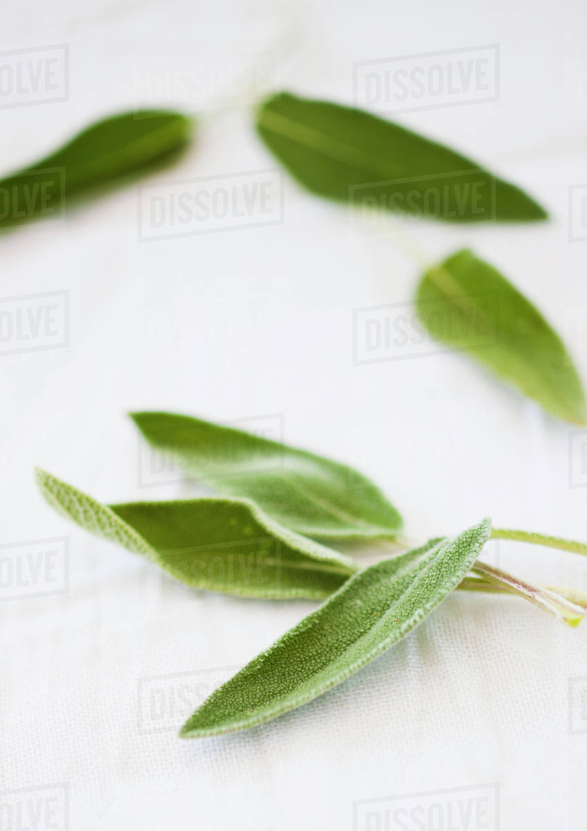 Fresh sage herbs - Royalty-free Stock Photo | Dissolve
