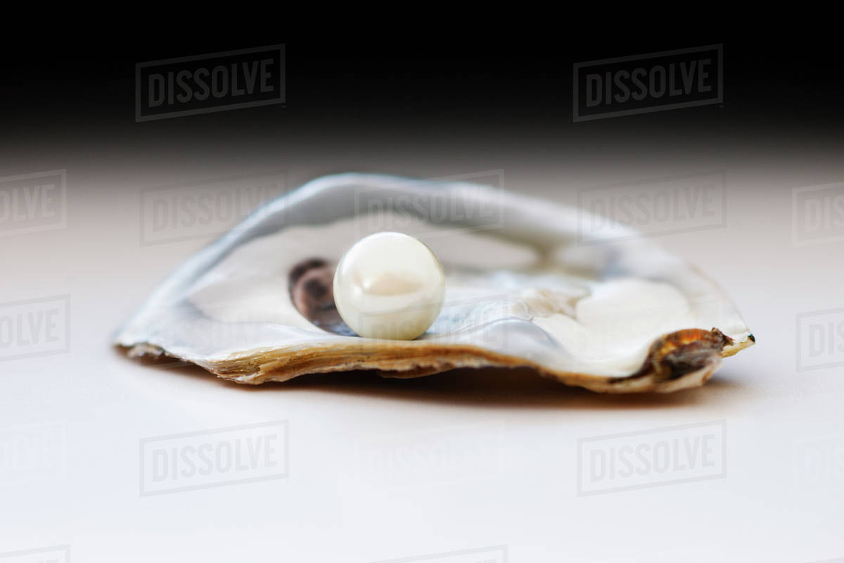 Studio shot of pearl in oyster - Royalty-free Stock Photo | Dissolve
