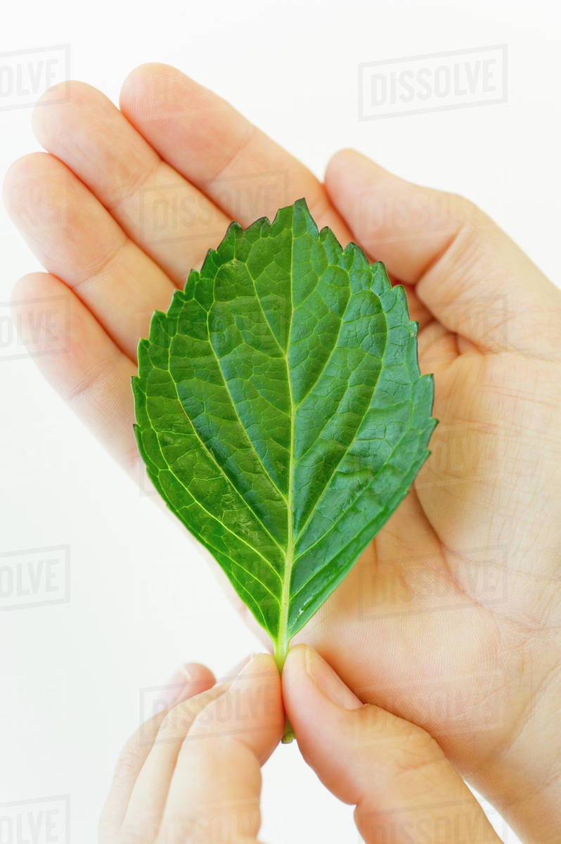 Hand holding leaf - Royalty-free Stock Photo | Dissolve