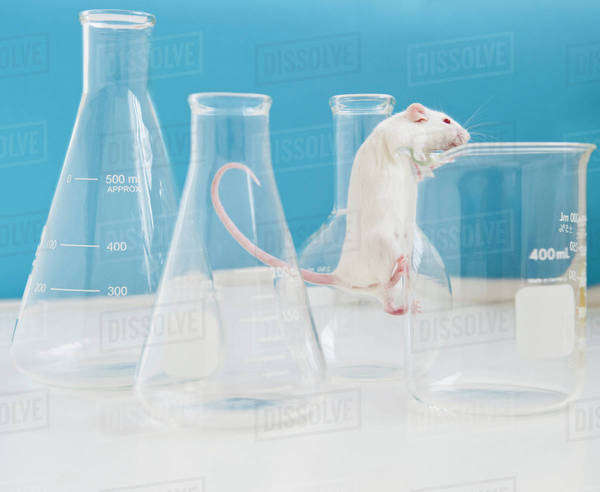 Studio shot of white mouse climbing laboratory vial - Royalty-free ...
