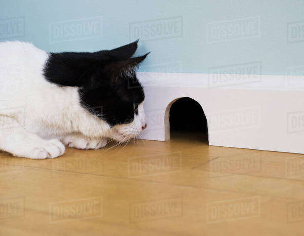 Cat waiting by mouse hole - Royalty-free Stock Photo | Dissolve