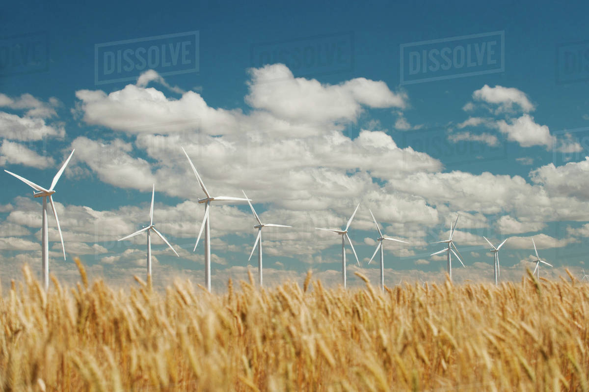 USA, Oregon, Wasco, Wheat field and wind farm in bright sunshine under ...