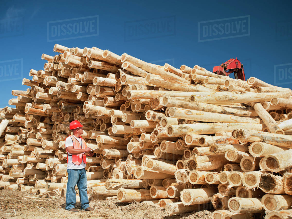 Engineer in front of stack of timber - Royalty-free Stock Photo | Dissolve