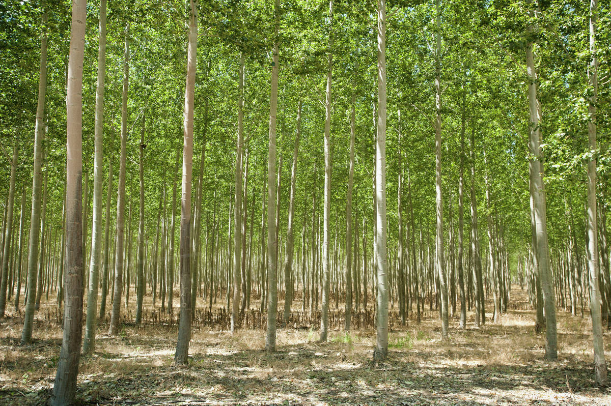 USA, Oregon, Boardman, Poplar trees - Stock Photo - Dissolve