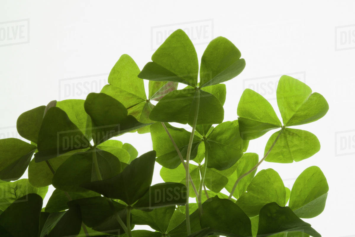 Studio shot of clover on white background - Royalty-free Stock Photo ...