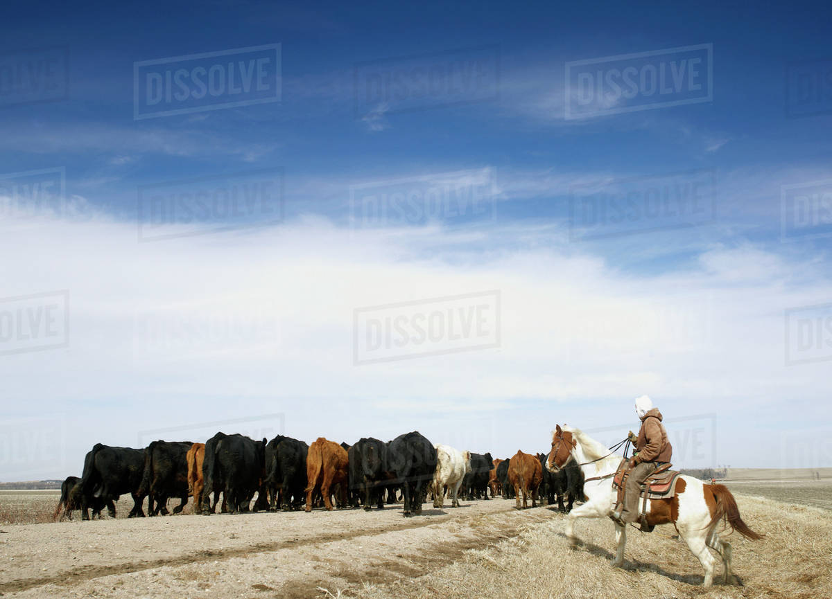 USA, Nebraska, Great Plains, horse rider driving cattle - Stock Photo ...