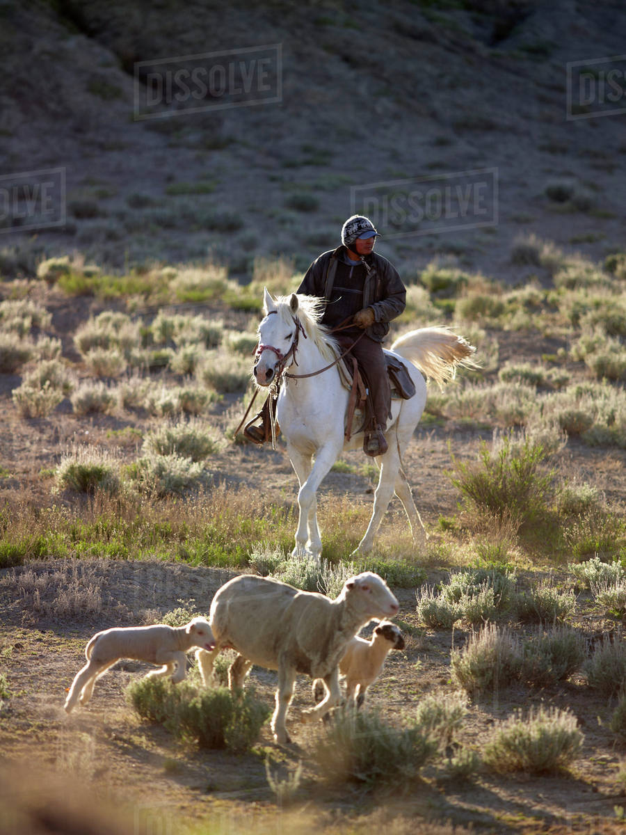 USA, Utah, Cowboy herding livestock in pasture - Royalty-free Stock ...