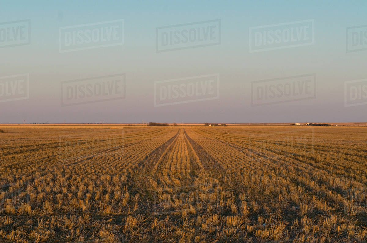 USA, Kansas, field - Royalty-free Stock Photo | Dissolve