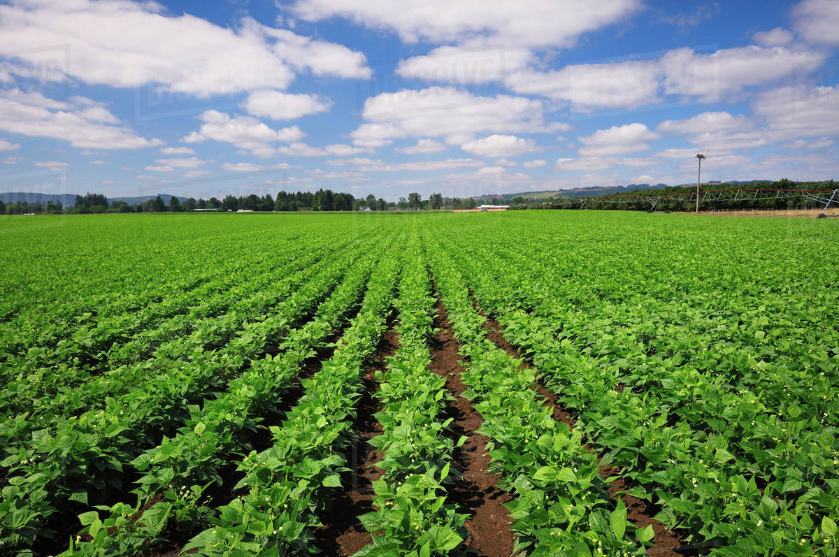 USA, Oregon, Marion County, Green bean field - Stock Photo - Dissolve