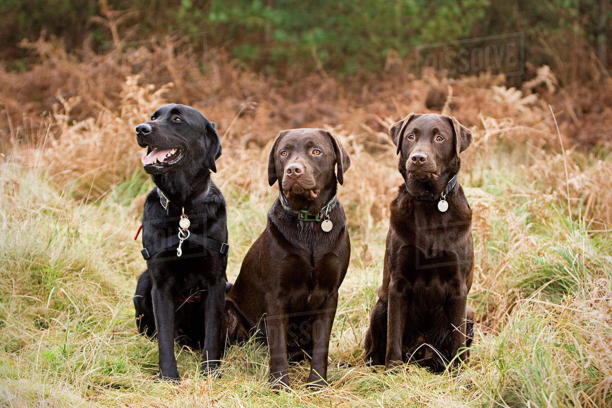 UK, Suffolk, Thetford Forest, Portrait of three chocolate labradors ...