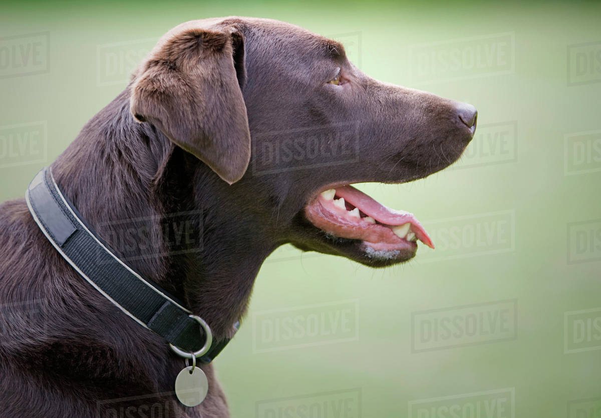 UK, Suffolk, Thetford Forest, Profile of chocolate labrador - Royalty ...