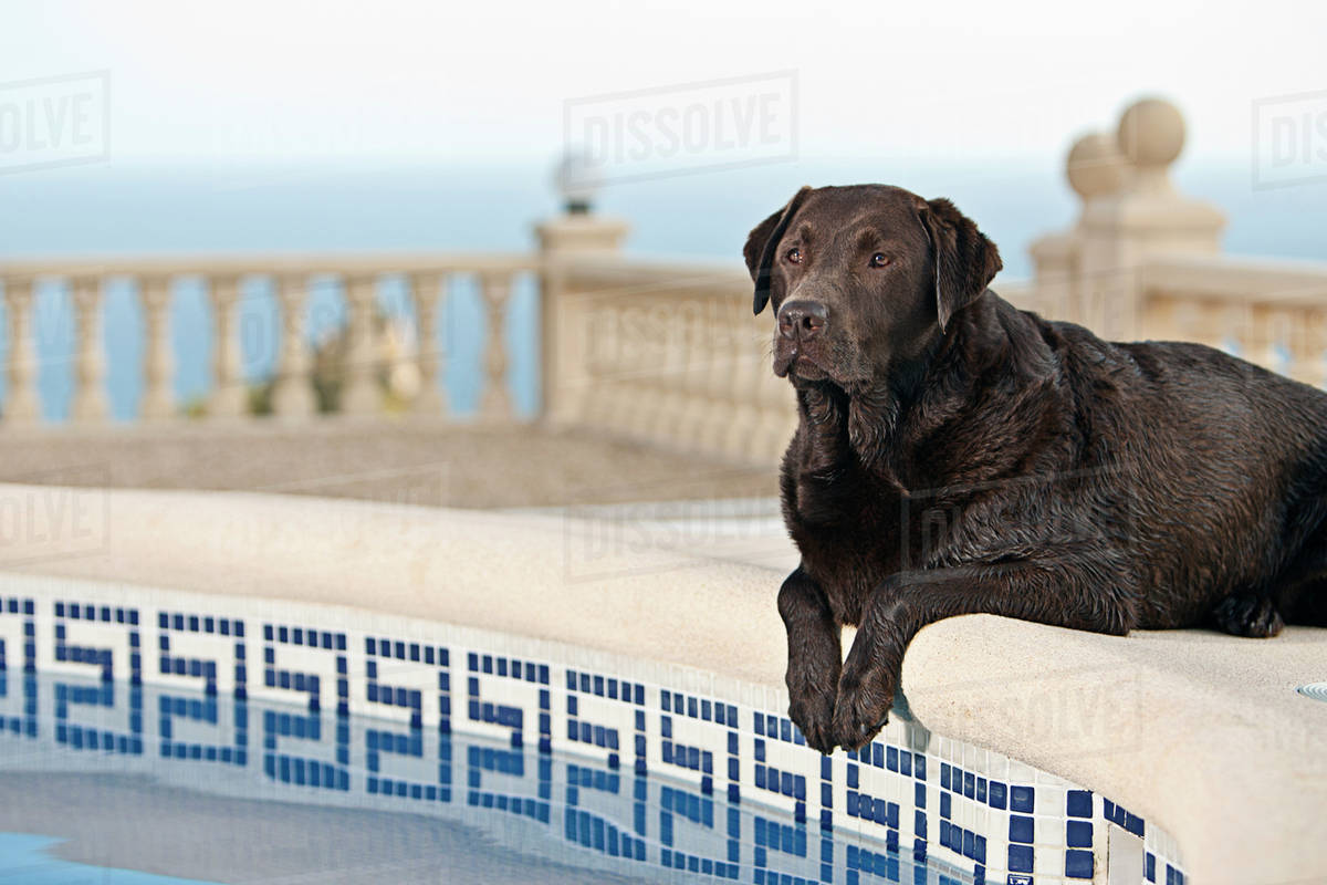 Chocolate Labrador by Pool - Royalty-free Stock Photo | Dissolve