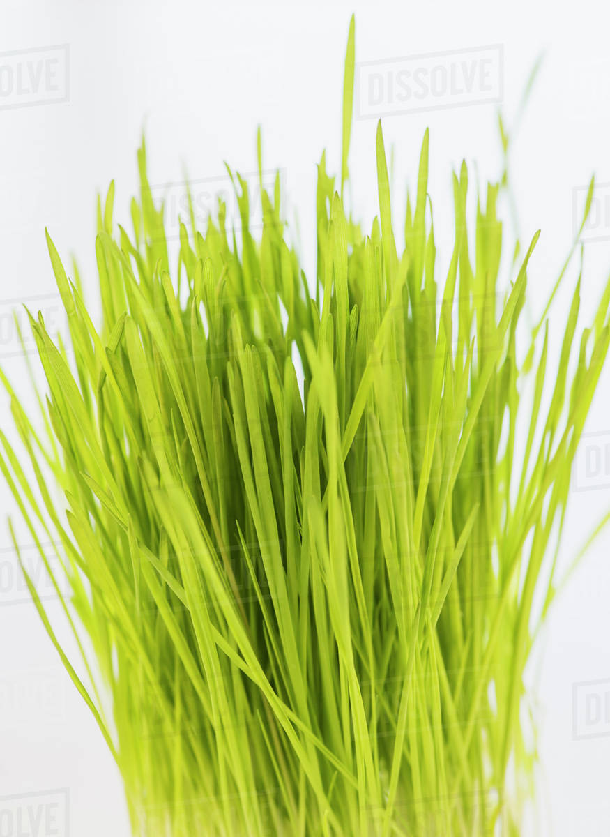 Studio Shot of wheatgrass - Stock Photo - Dissolve