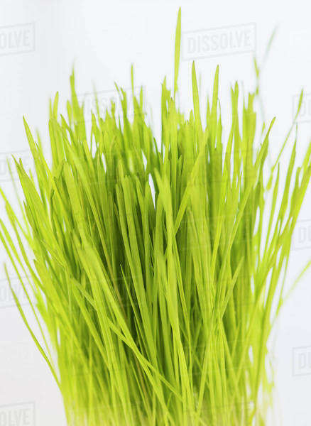 Studio Shot of wheatgrass - Stock Photo - Dissolve