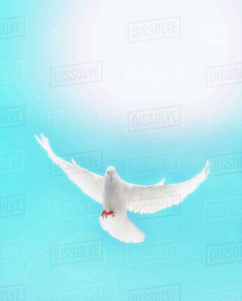 Dove flying - Royalty-free Stock Photo | Dissolve