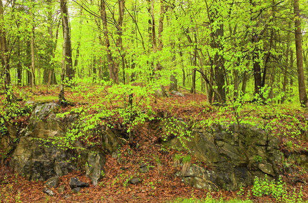 Forest in Bedford New York - Royalty-free Stock Photo | Dissolve