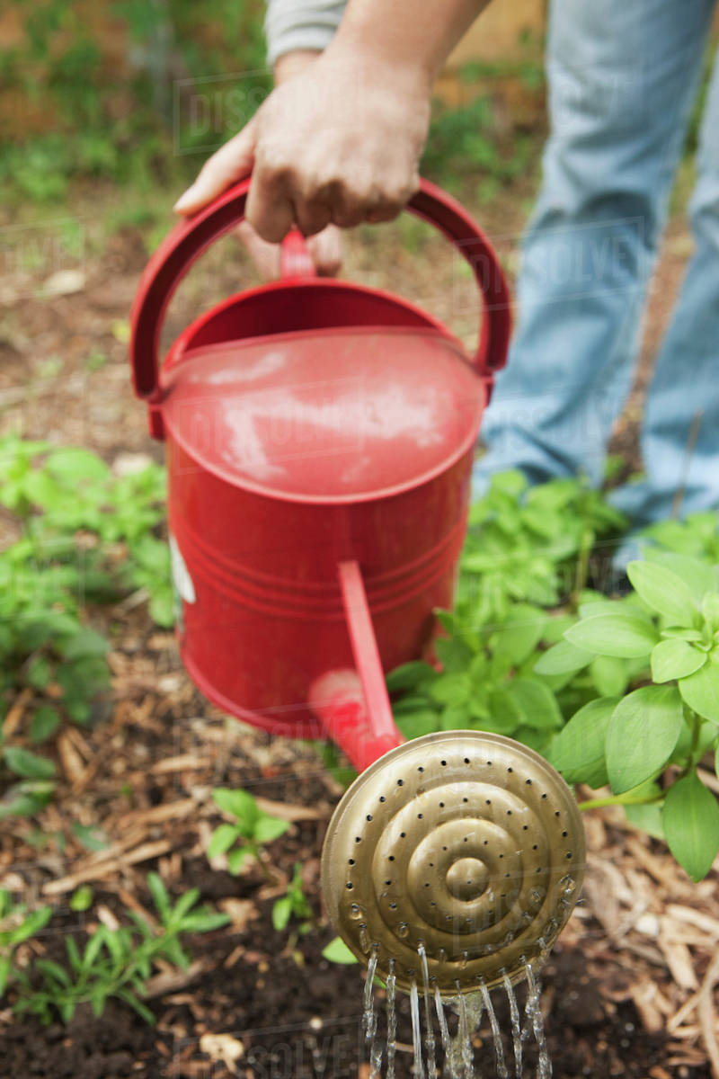 Watering the garden - Stock Photo - Dissolve