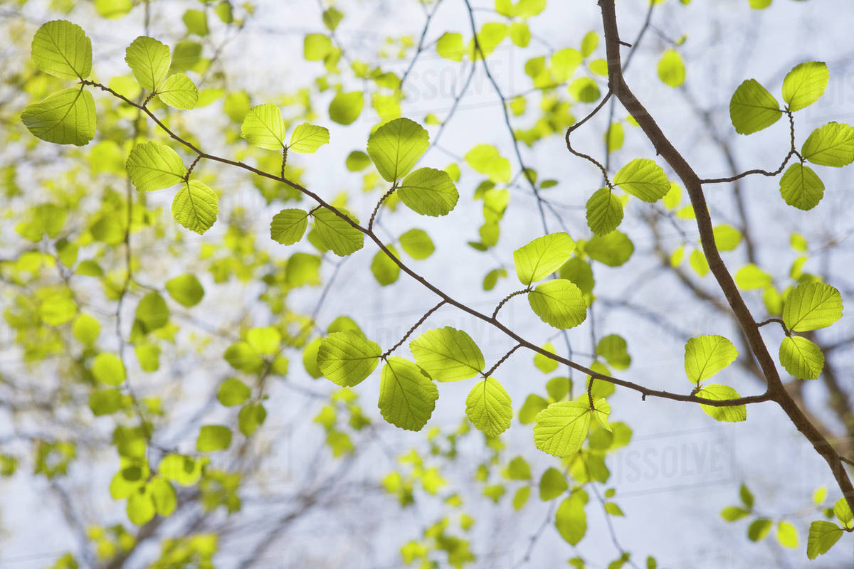 Green leaves on tree branches in spring - Royalty-free Stock Photo ...