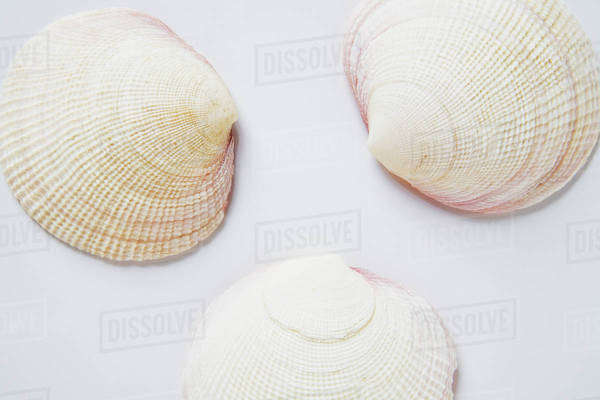 Three clam shells - Royalty-free Stock Photo | Dissolve
