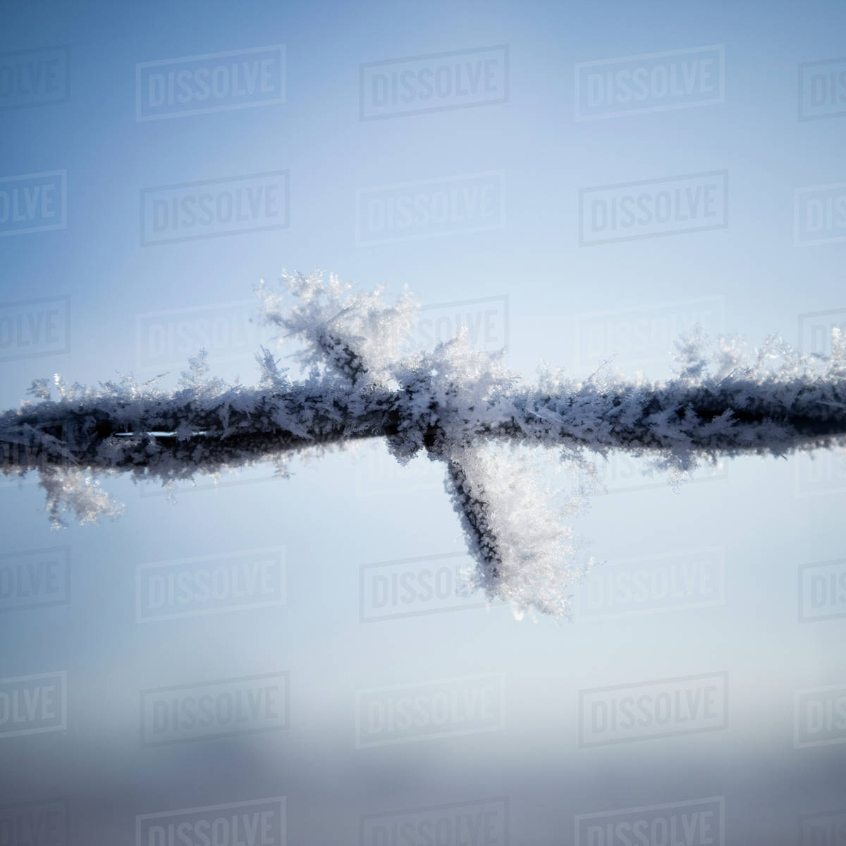 Frost on barbed wire - Stock Photo - Dissolve