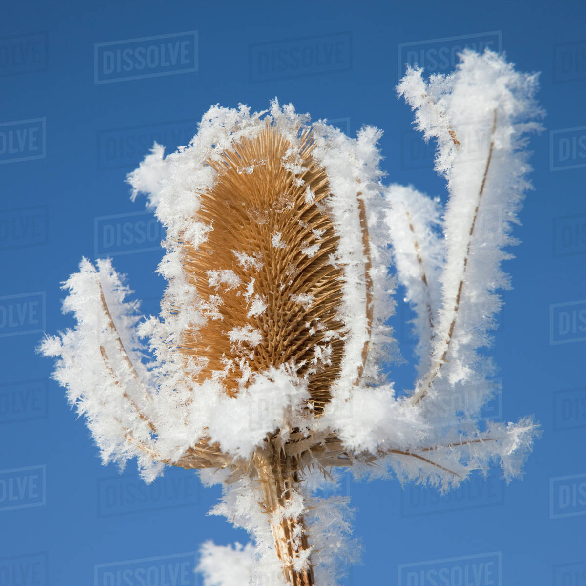 Frost on plant - Royalty-free Stock Photo | Dissolve