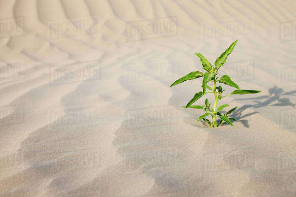 Plant growing in desert sand - Royalty-free Stock Photo | Dissolve