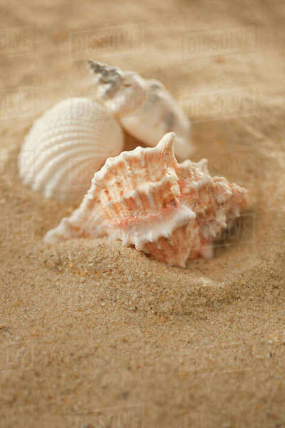 Sea shells in sand - Royalty-free Stock Photo | Dissolve