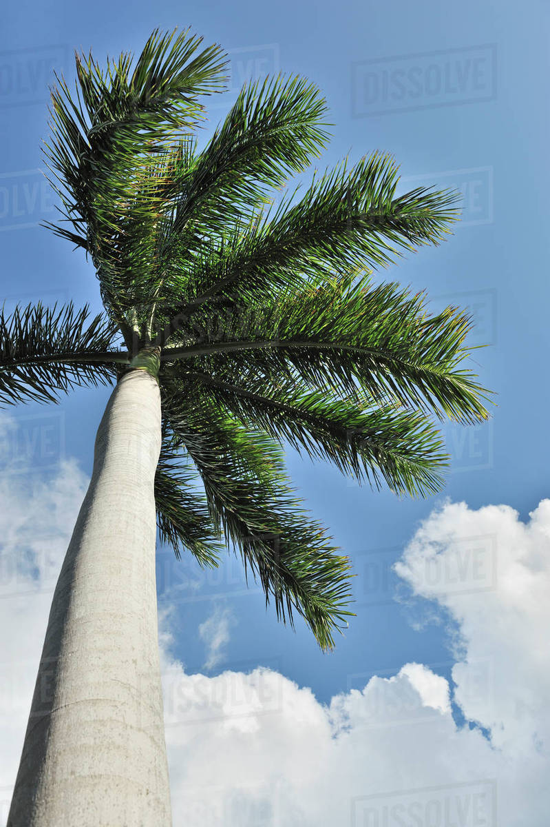 Cuban Cigar palm tree and blue sky - Royalty-free Stock Photo | Dissolve