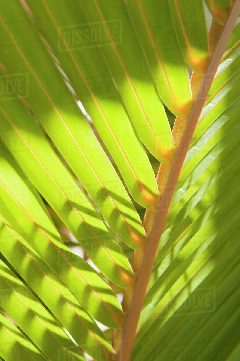 Close up of tropical palm frond - Royalty-free Stock Photo | Dissolve