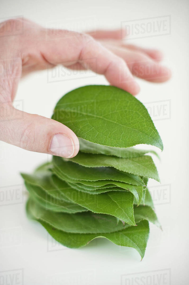 A hand stacking leaves - Royalty-free Stock Photo | Dissolve