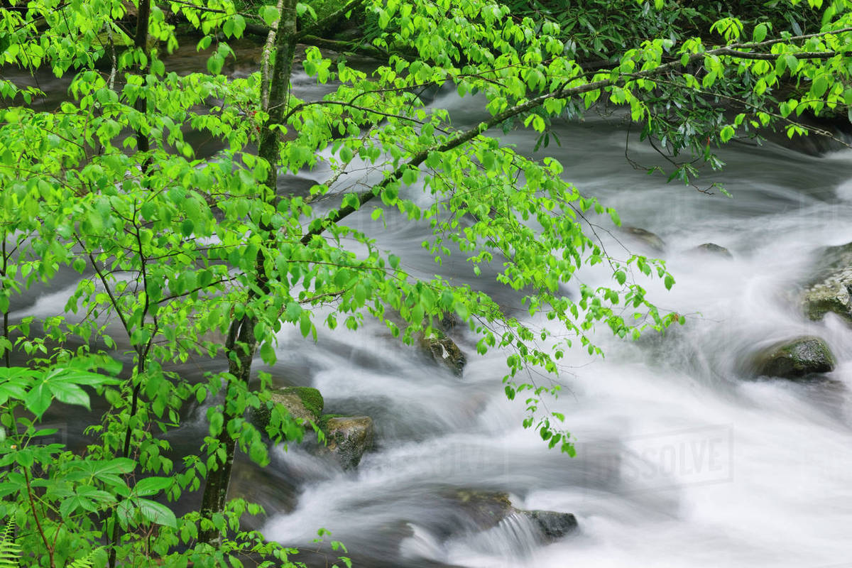 Flowing creek - Royalty-free Stock Photo | Dissolve