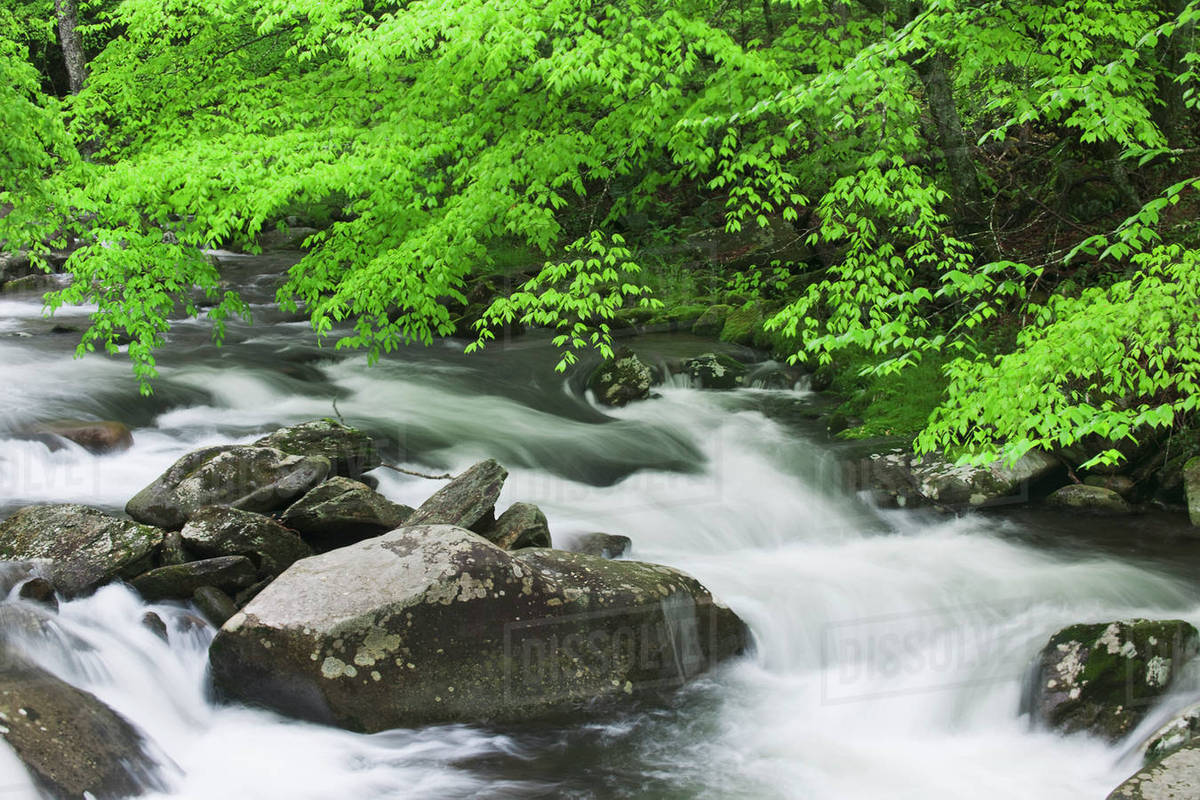 Flowing creek - Royalty-free Stock Photo | Dissolve