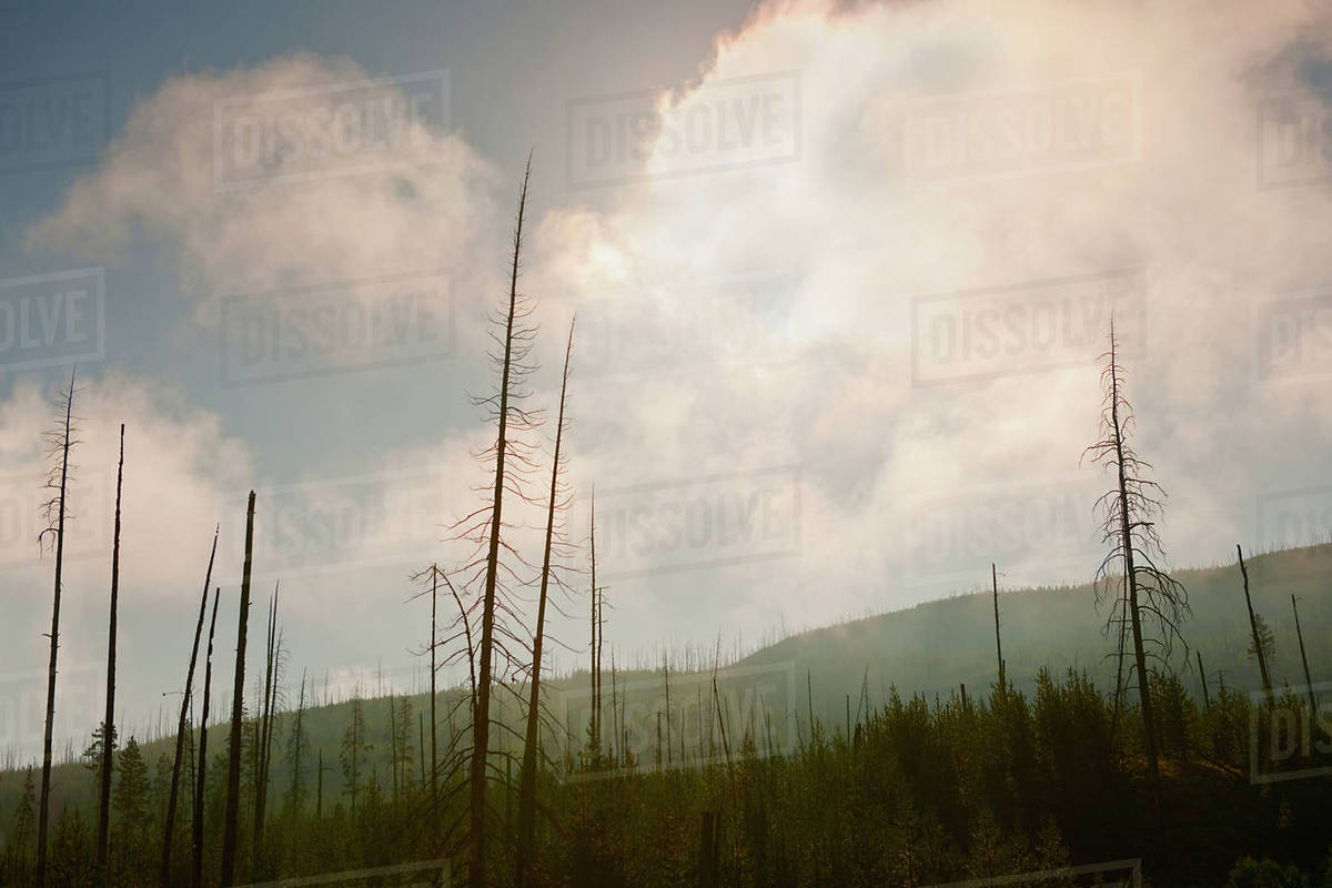 Burned forest - Royalty-free Stock Photo | Dissolve
