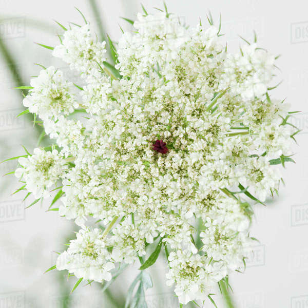 Close up of flower - Stock Photo - Dissolve