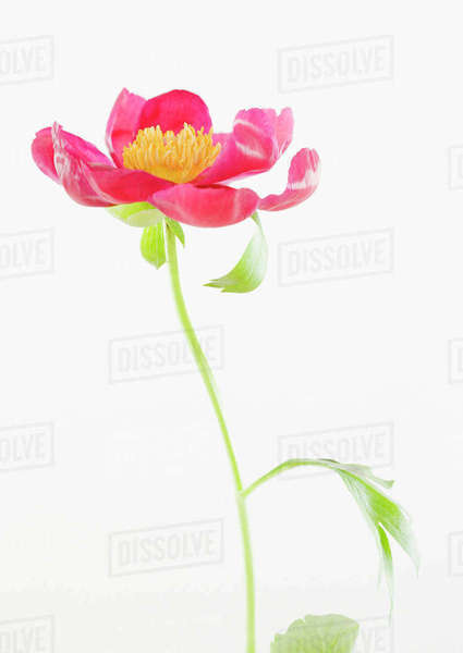 Close up of flower - Stock Photo - Dissolve