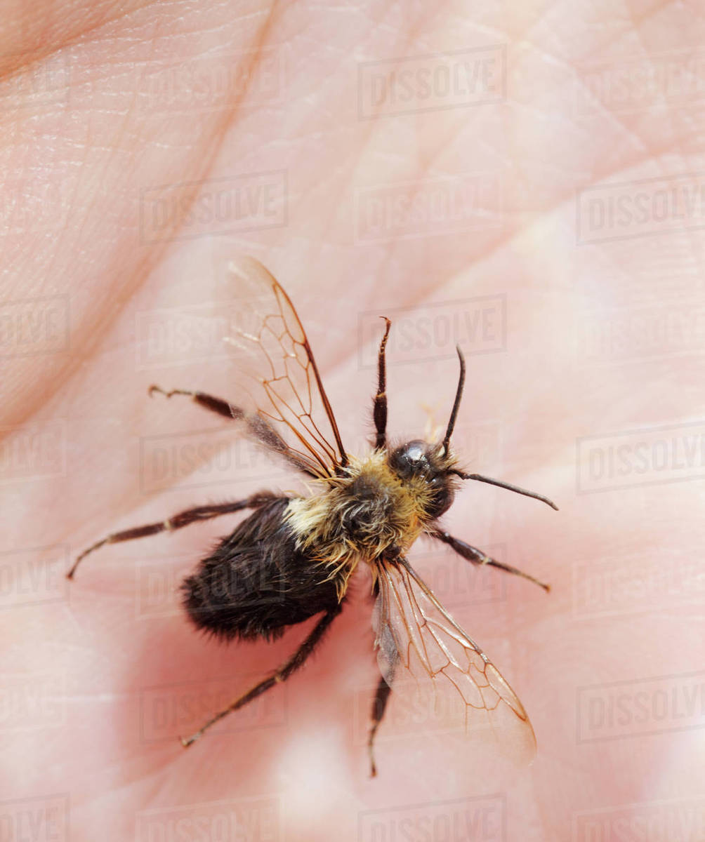 Close up of bee on person’s hand - Royalty-free Stock Photo | Dissolve